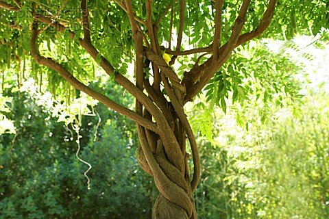 Out of the Box D&D Encounters, Series 2, #39 – “Dangerous Fruit ...